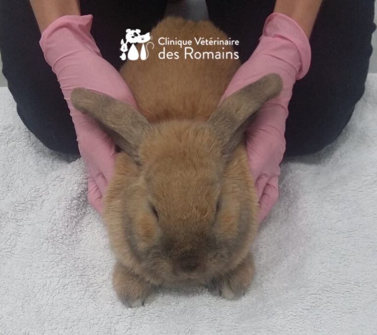 La contention du lapin ou comment bien tenir mon lapin pour qu'il soit ...