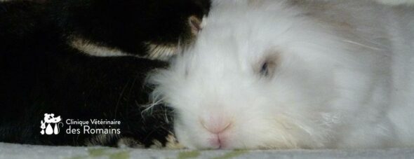 La contention du lapin ou comment bien tenir mon lapin pour qu'il soit ...
